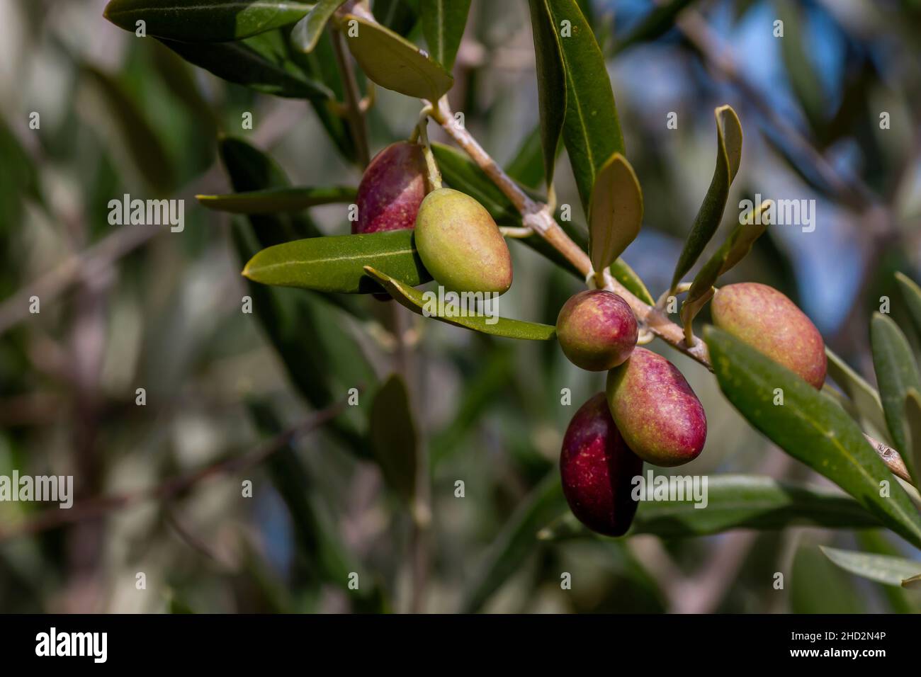 Olive tree (Olea Europaea) red purplish and green fruits Stock Photo ...