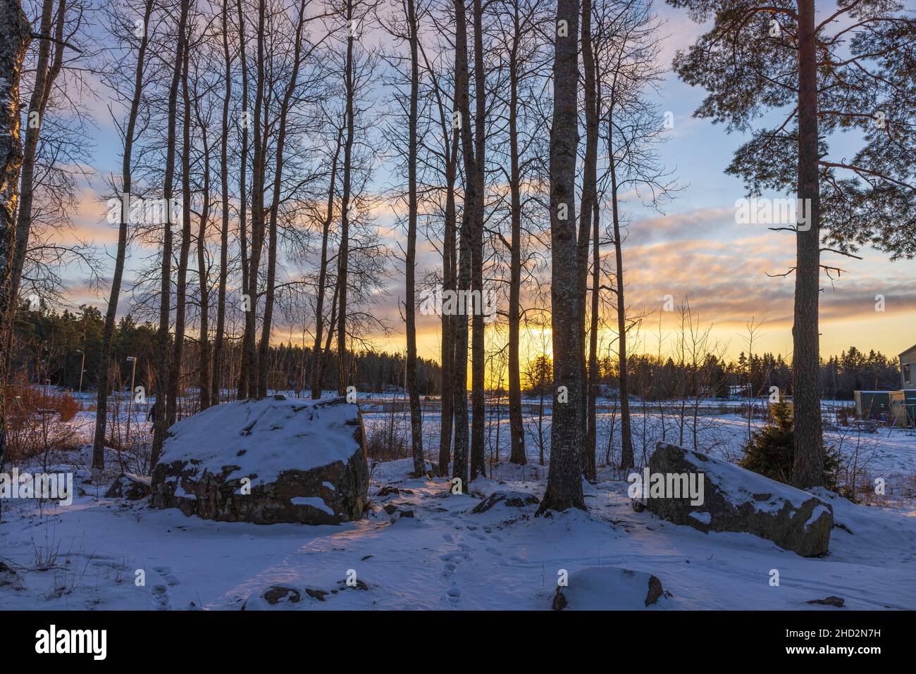 Beautiful view of sunset on a frosty winter evening. Snowy trees in ...