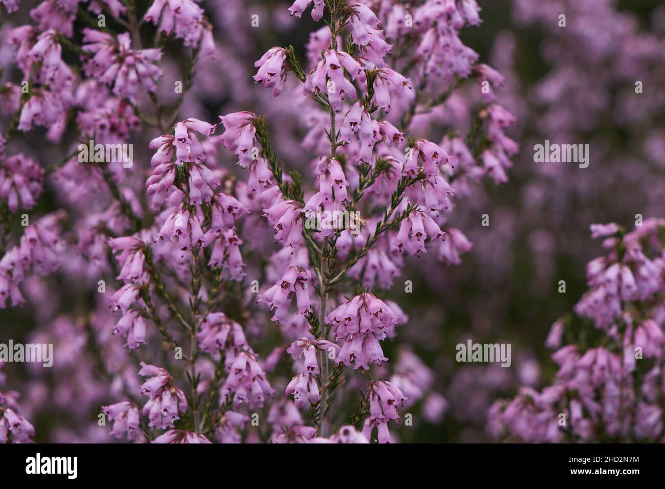 Detail of irish heath - Erica Erigenea - pink flowers blooming in ...