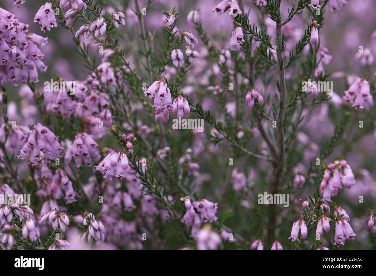 Detail of irish heath - Erica Erigenea - pink flowers blooming in ...