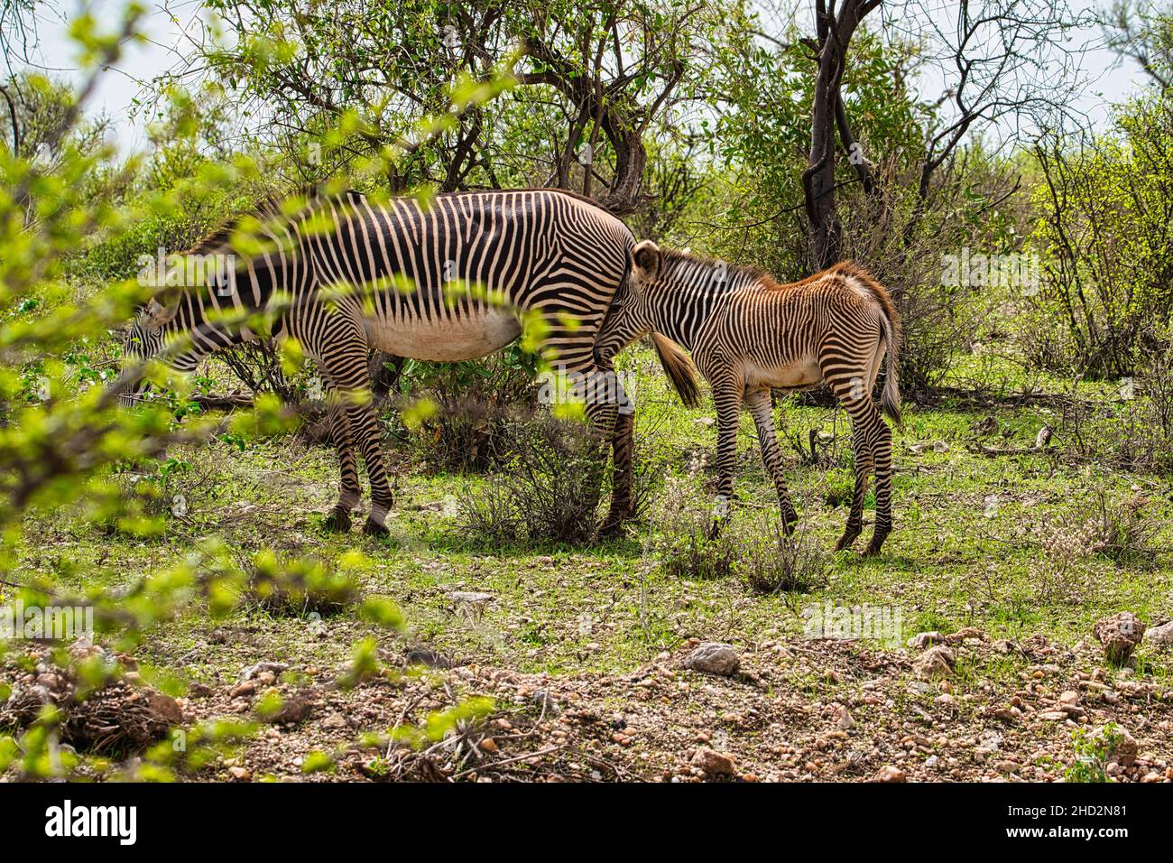 Zebra in the Tsavo East, Tsavo West and Amboseli National Park in Kenya ...