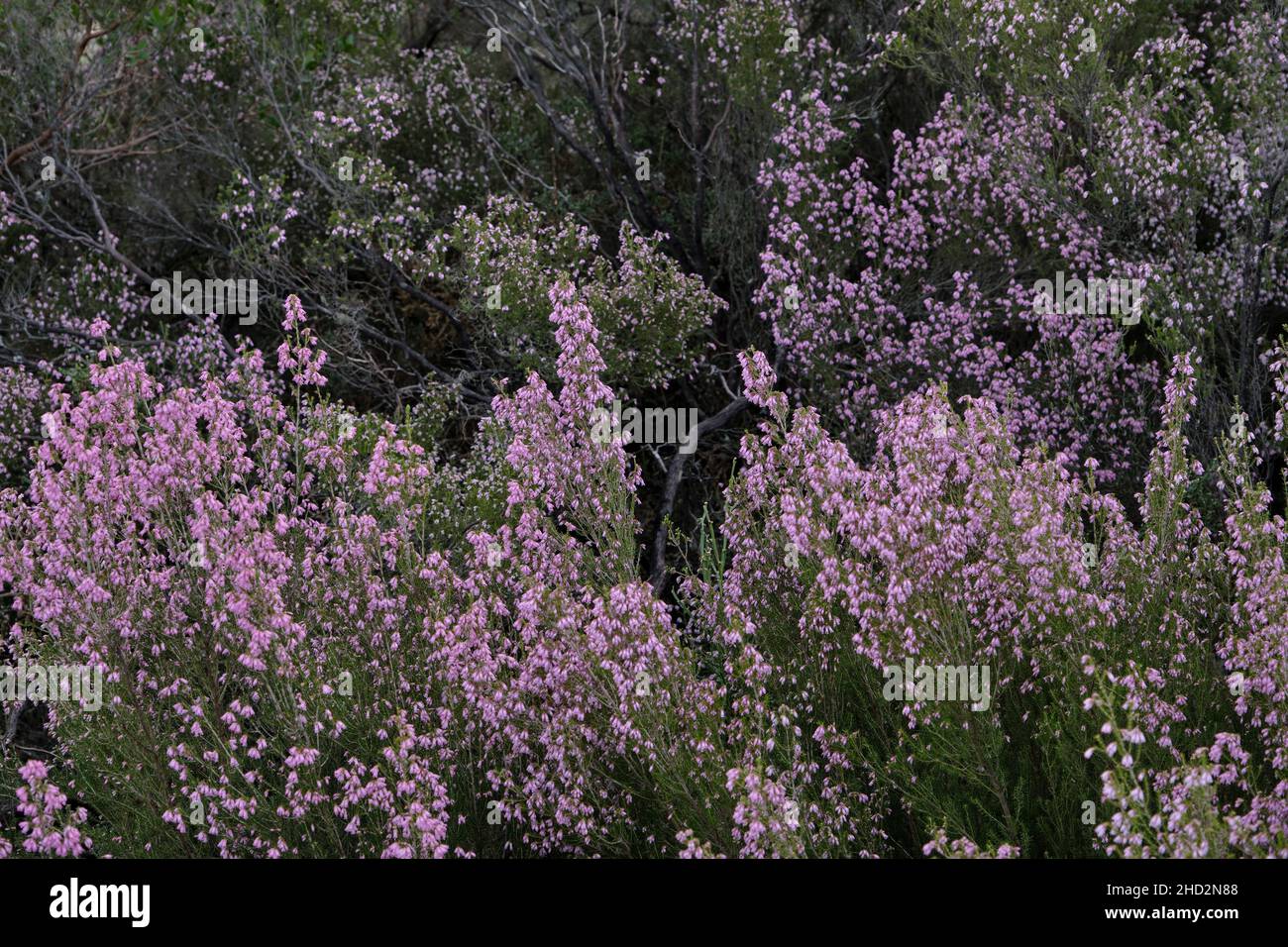 Irish heath - Erica Erigenea - wild bushes pink flowers blooming in ...
