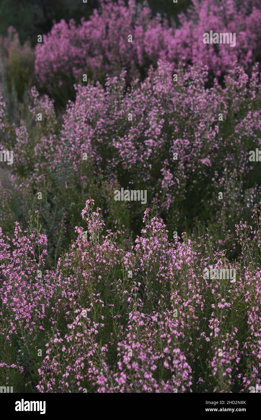Beautiful irish garden hi-res stock photography and images - Alamy