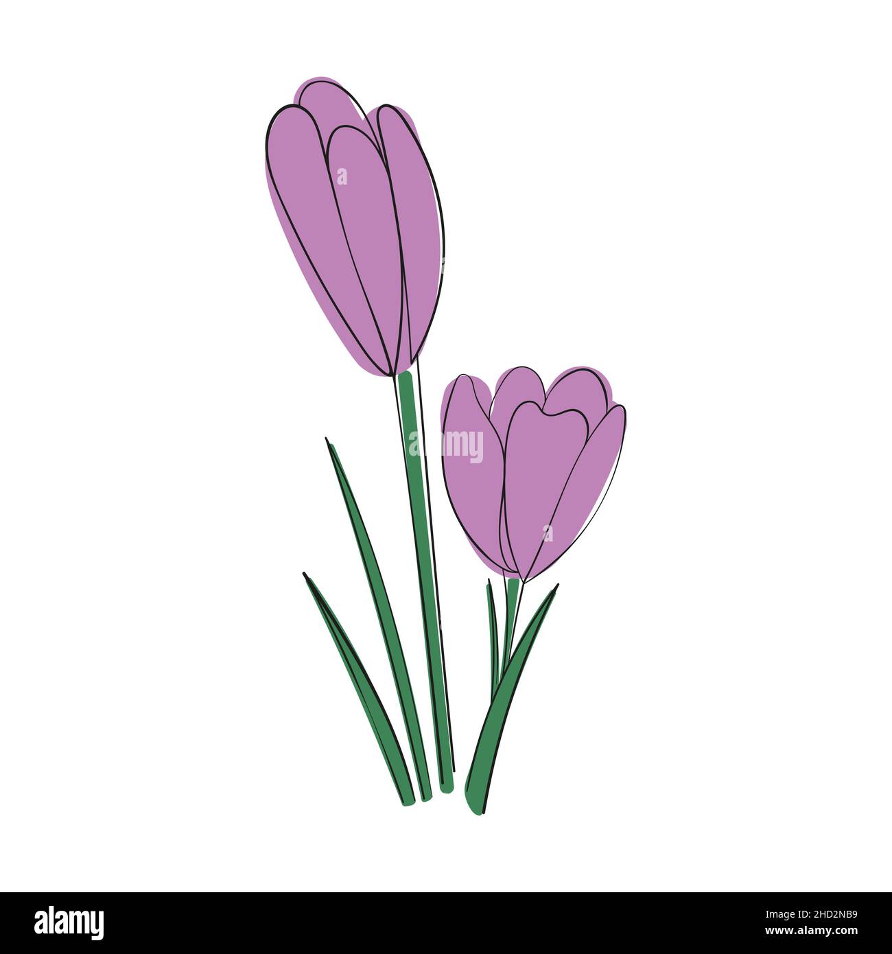 Crocus drawing. first spring flowers in the Doodle style. Vector Stock ...