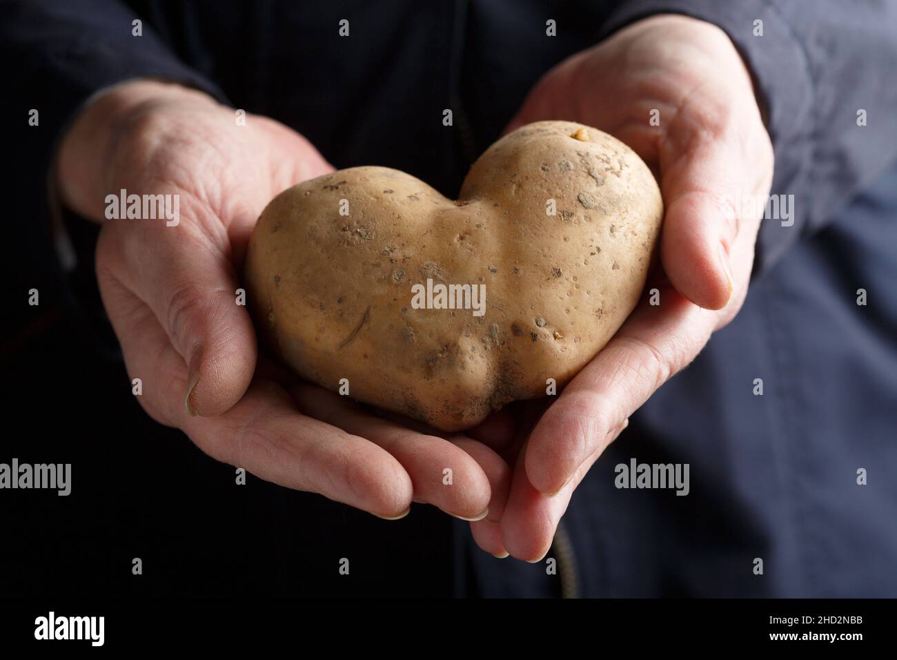 Farmer harvesting potato in field hi-res stock photography and images ...