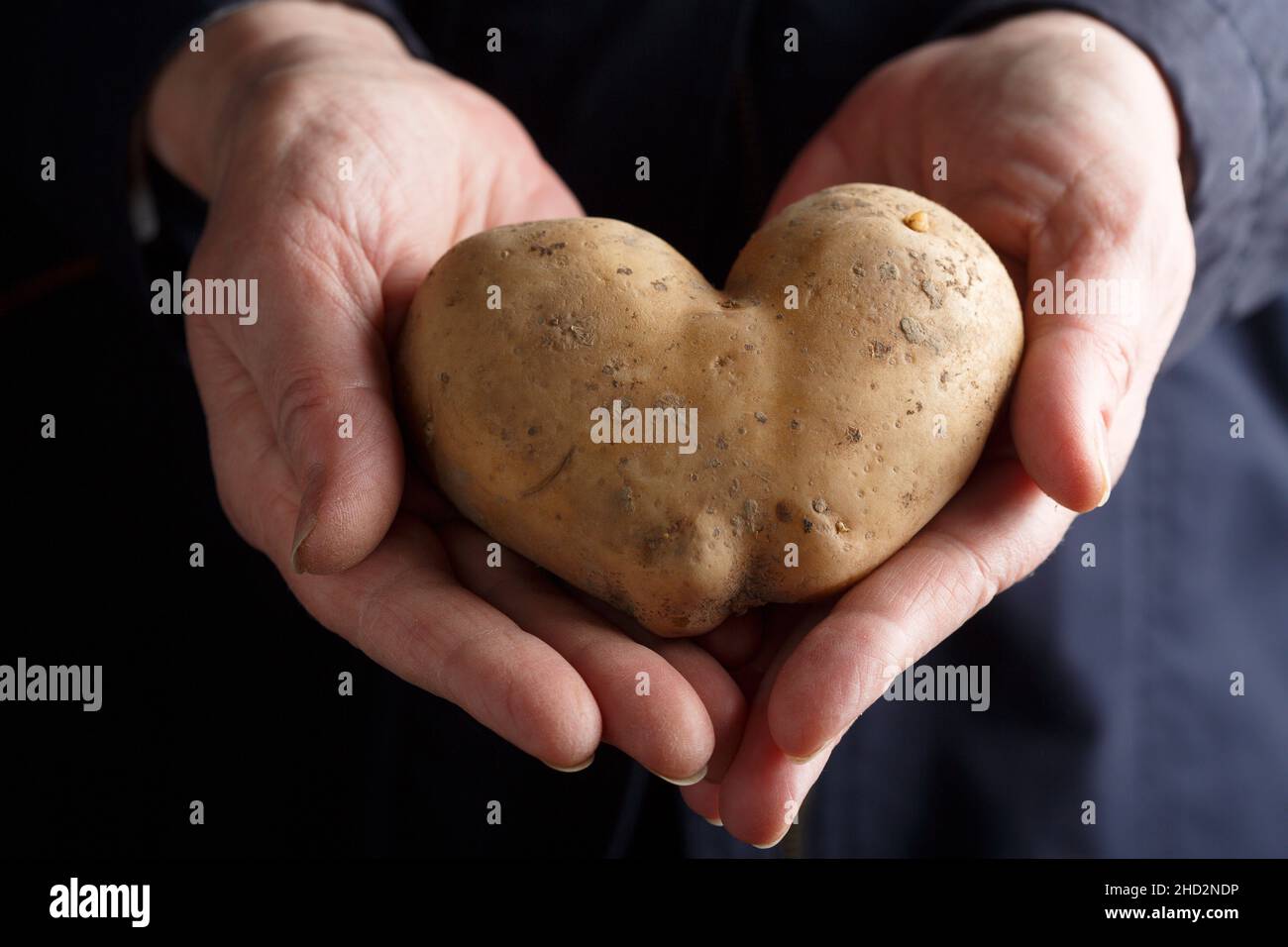 Raw potato in hands Stock Photo - Alamy