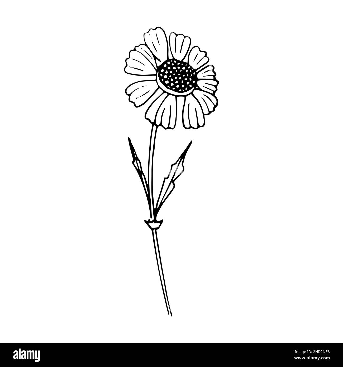 vector doodle drawing ink daisies flowers, isolated icon Stock Vector ...