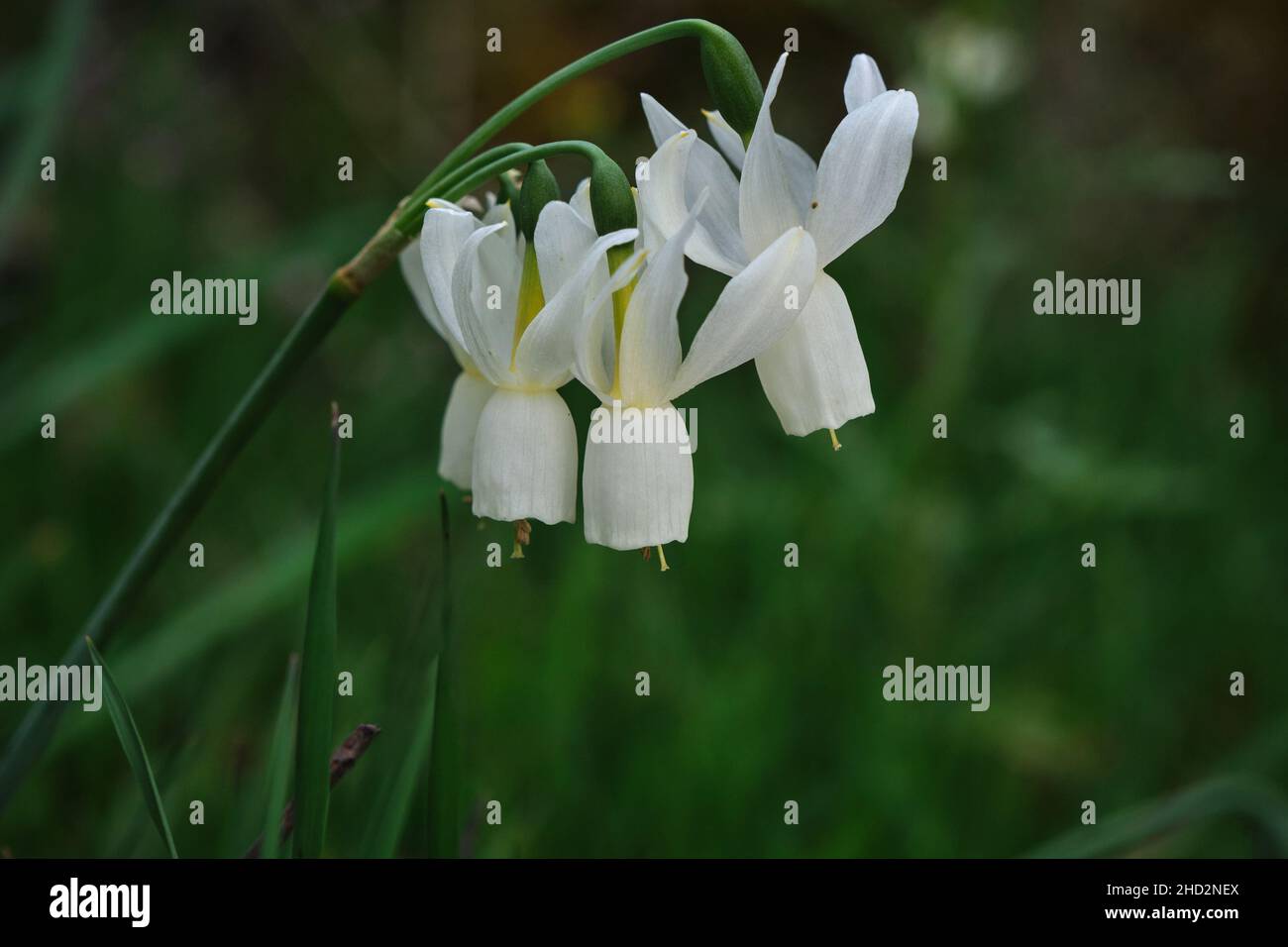 Angel’s tears (Narcissus triandrus) blooming white flowers Stock Photo ...