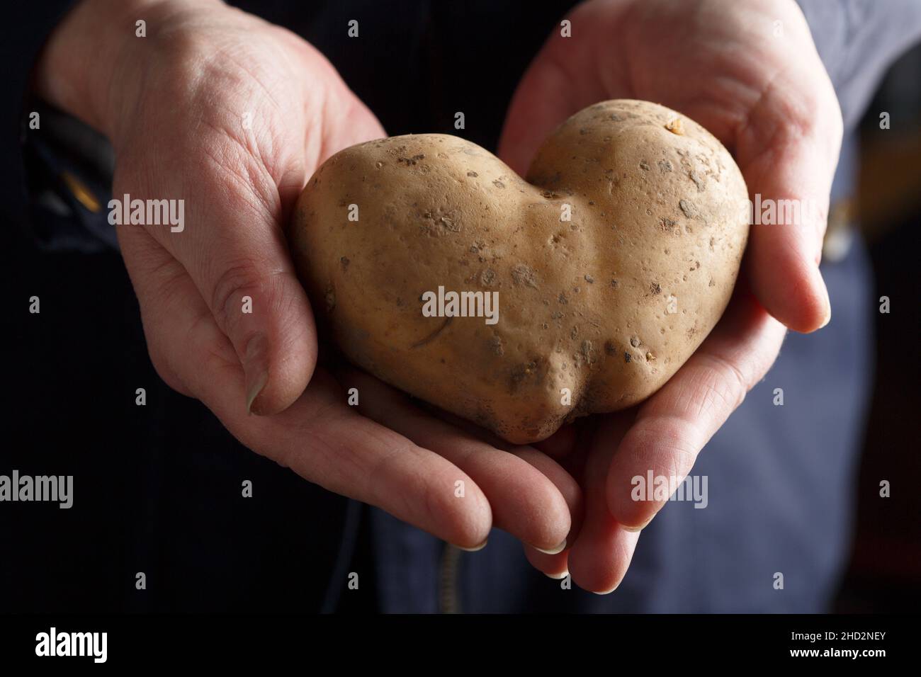 Farm field potato crop picking hi-res stock photography and images - Alamy