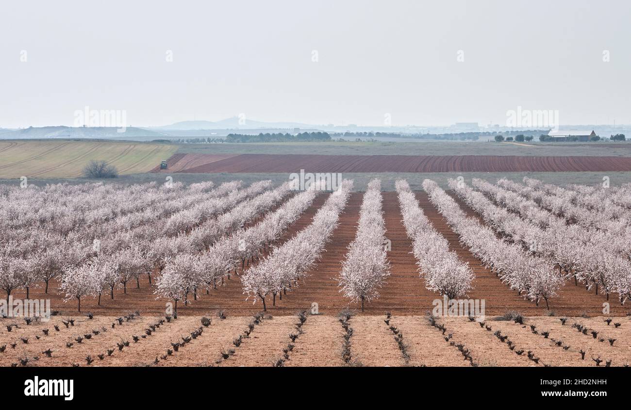 Almond fields hi-res stock photography and images - Alamy