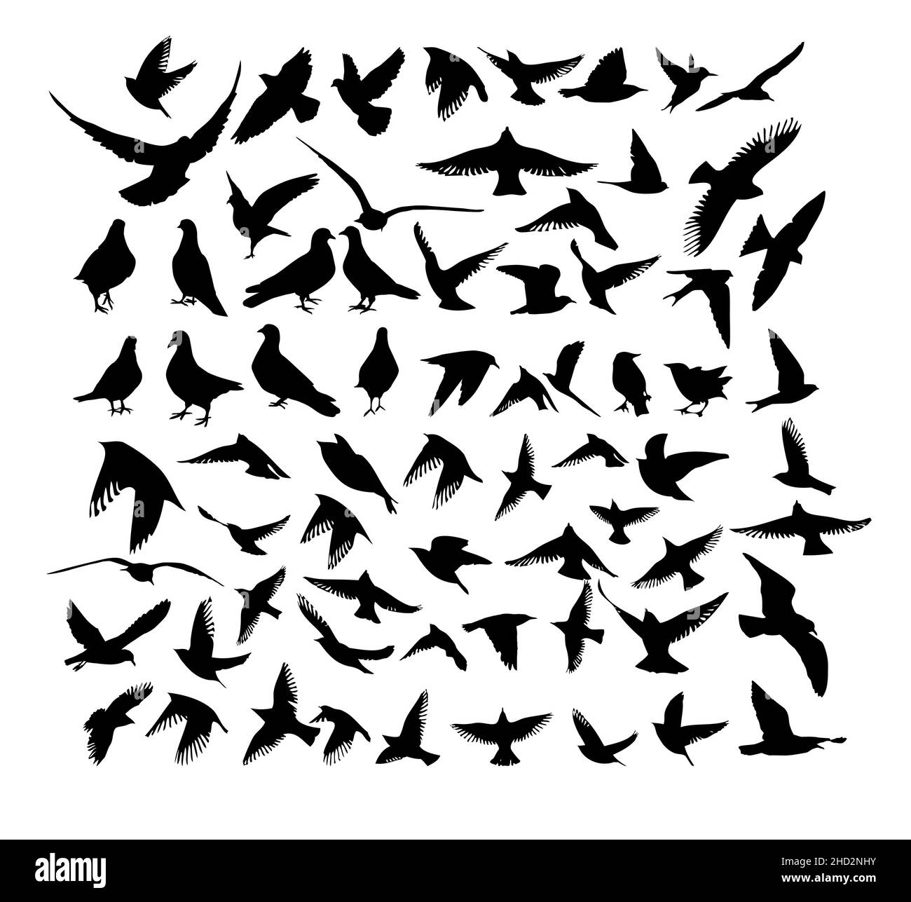 A large set of flying and standing birds. Vector illustration Stock ...