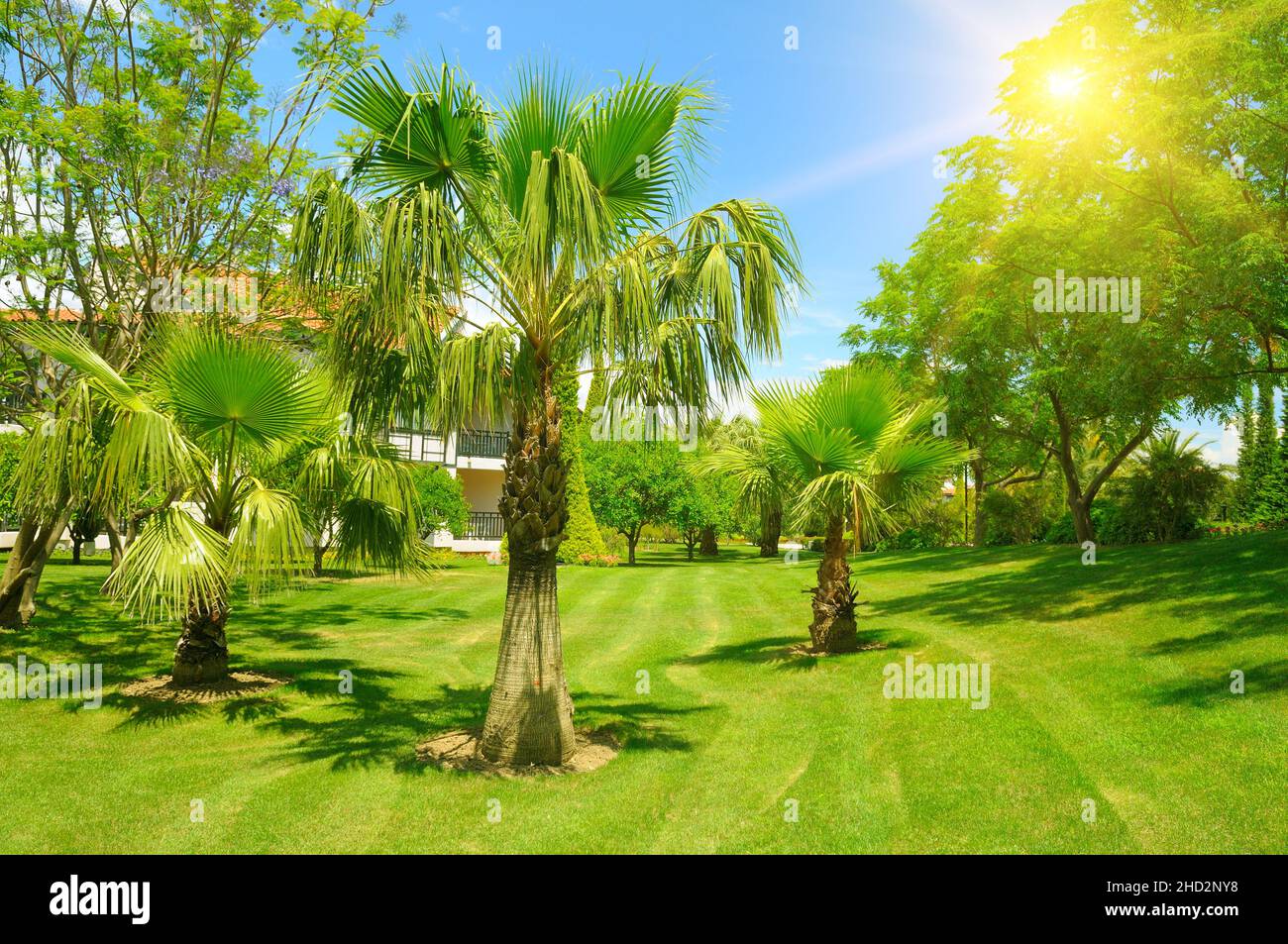 Palm tree on green grass lawn and sun. Concept - vacation and travel ...