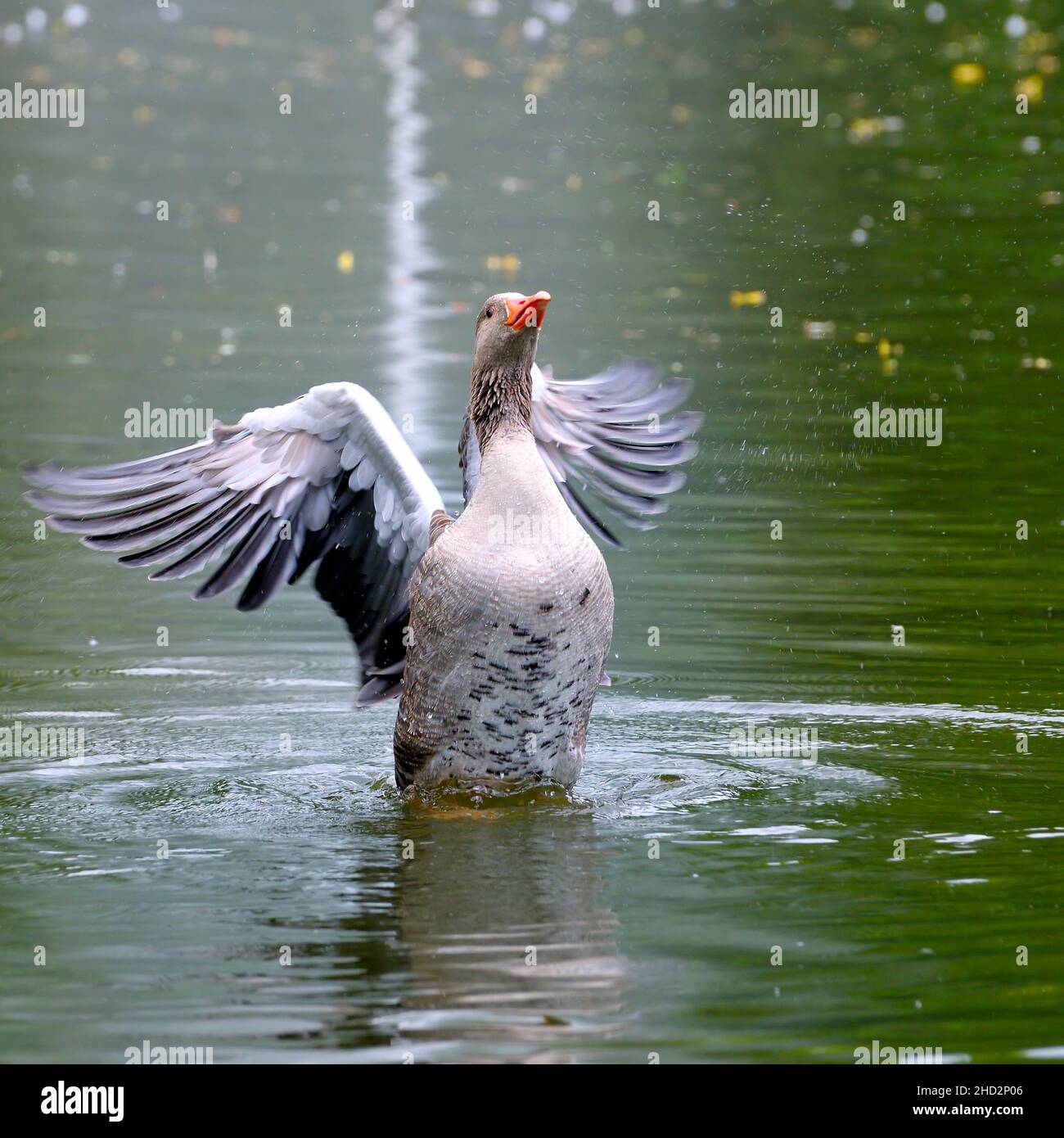 Gray colored lake hi-res stock photography and images - Alamy