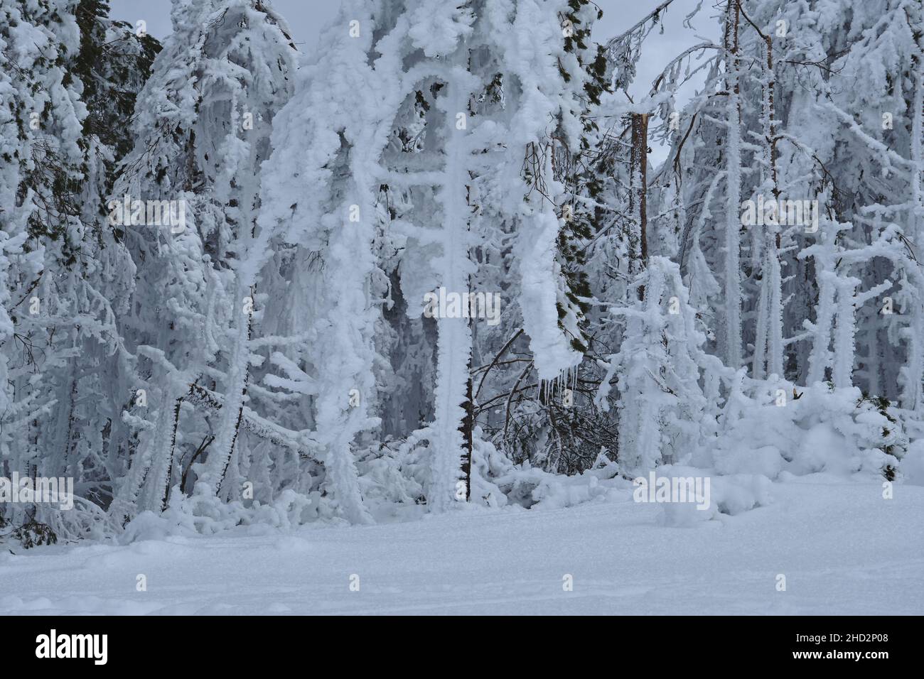 Frost damaged trees hi-res stock photography and images - Alamy
