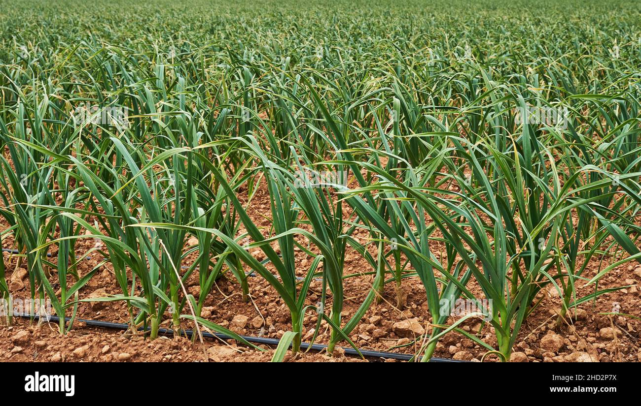 Extensive farming hi-res stock photography and images - Alamy