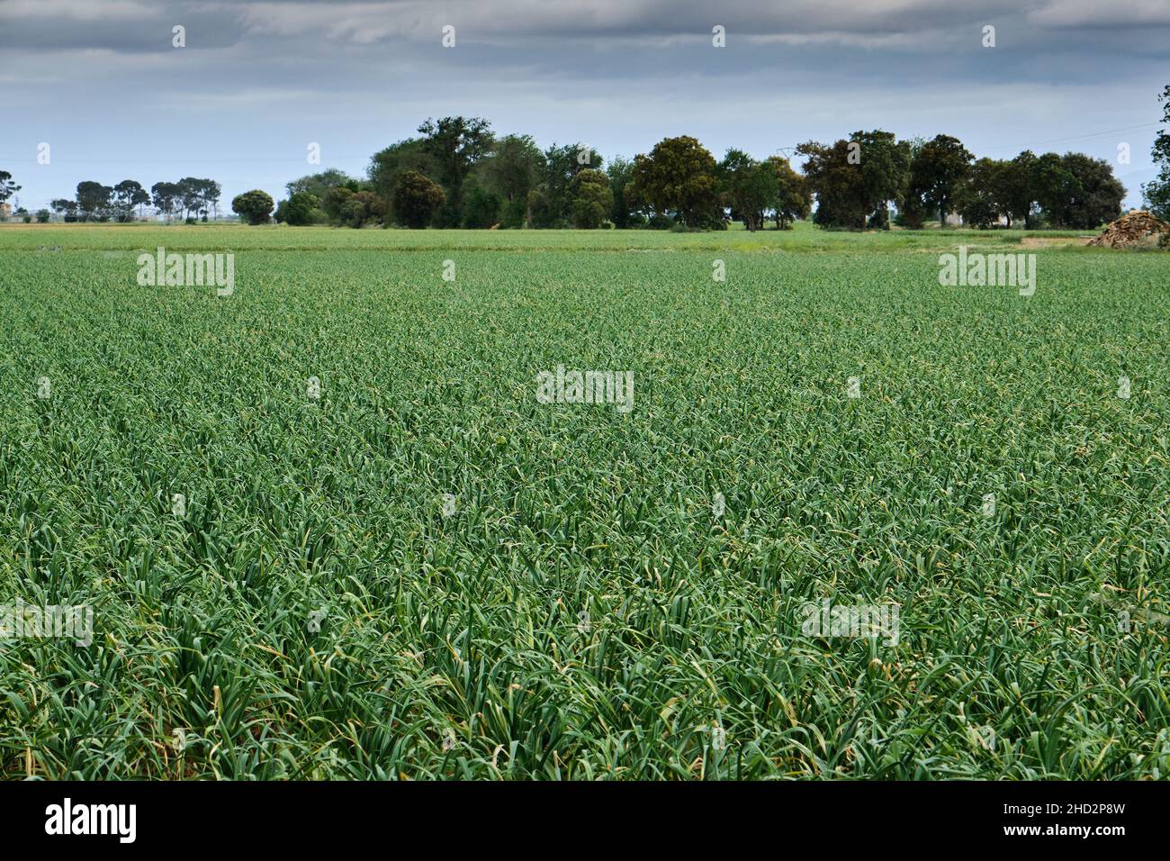 Extensive Farming Crops