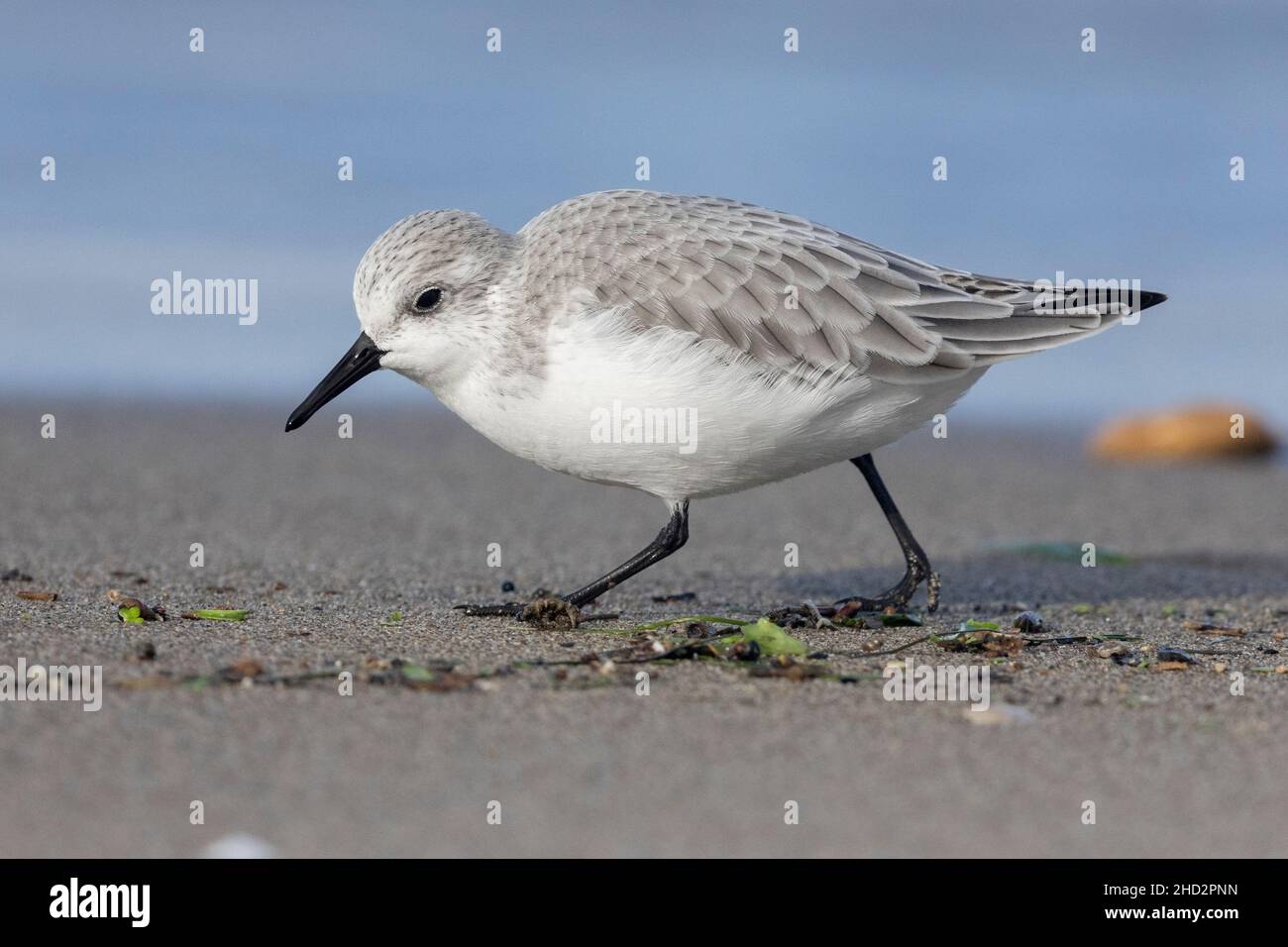 Sanderling in winter plumage hi-res stock photography and images - Alamy