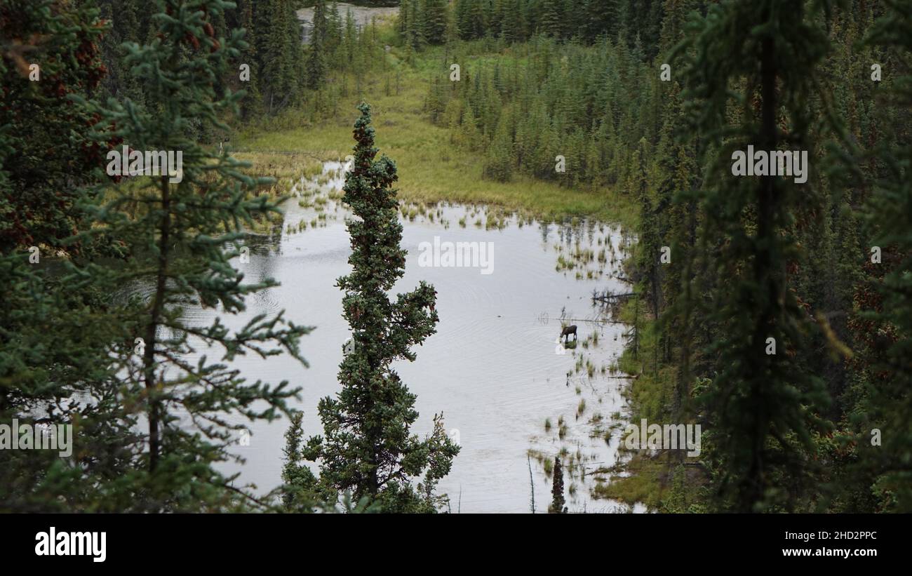 Baby Moos in a lake, near Denali Nationalpark in Alaska, USA with ...