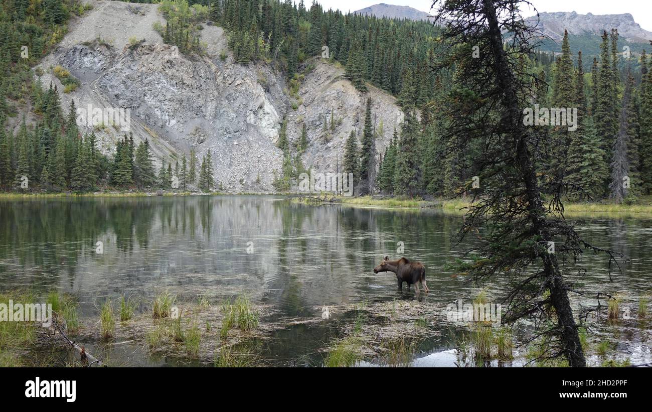 Baby Moos in a lake, near Denali Nationalpark in Alaska, USA with ...