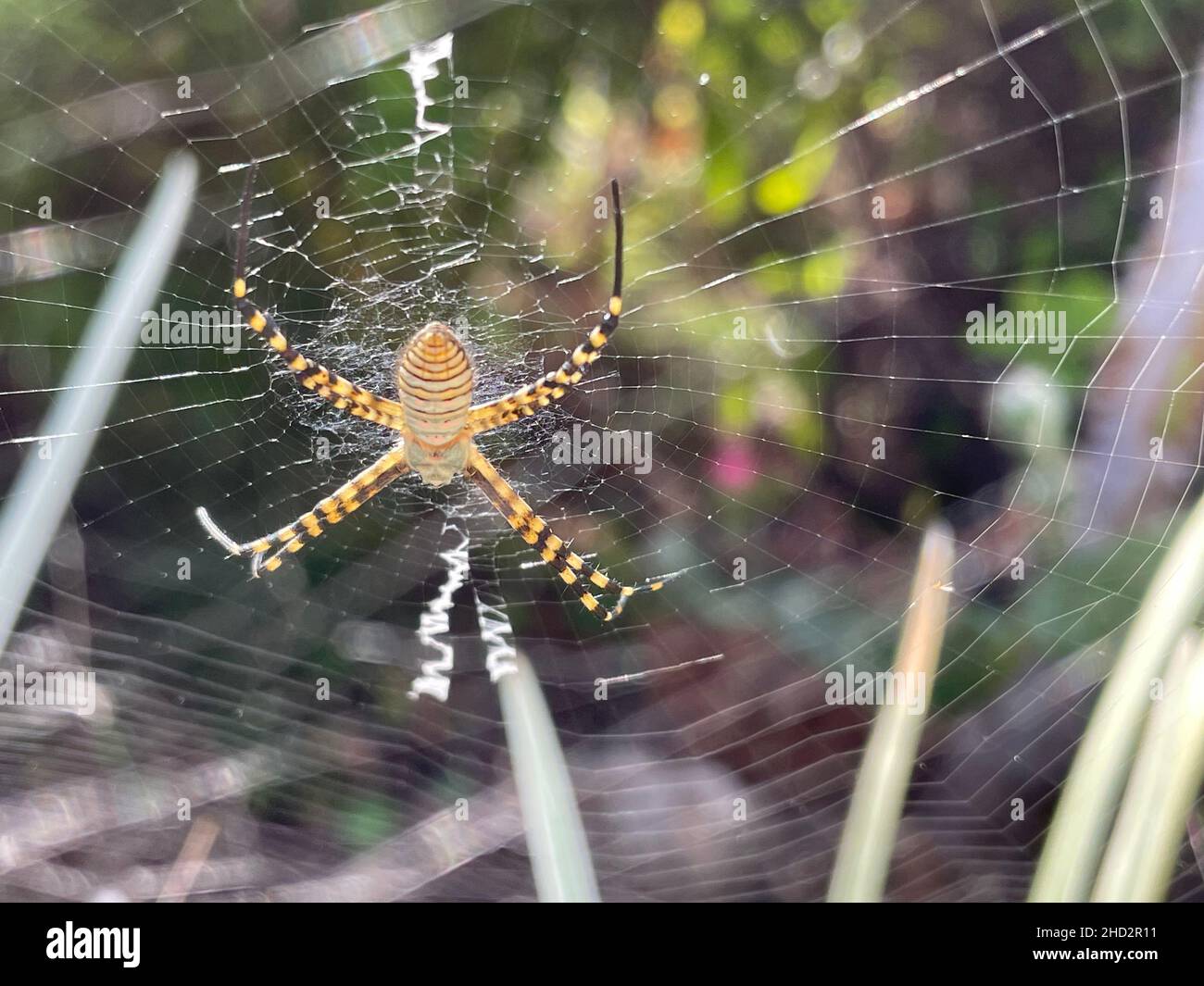 BANDED GARDEN SPIDER Argiope trifasciata in a garden in Funchal ...