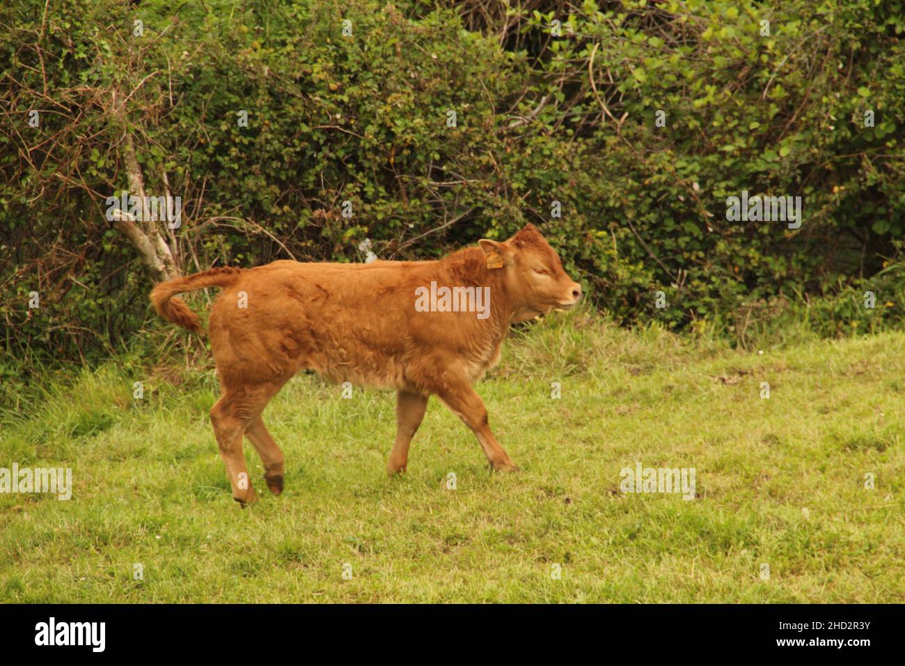 Beautiful cow hi-res stock photography and images - Alamy