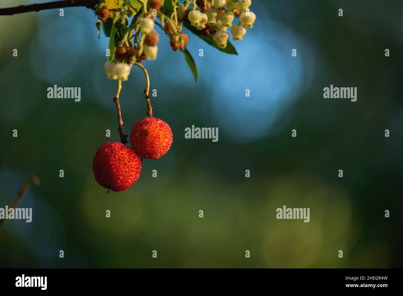 Shrub with red fruits hi-res stock photography and images - Alamy