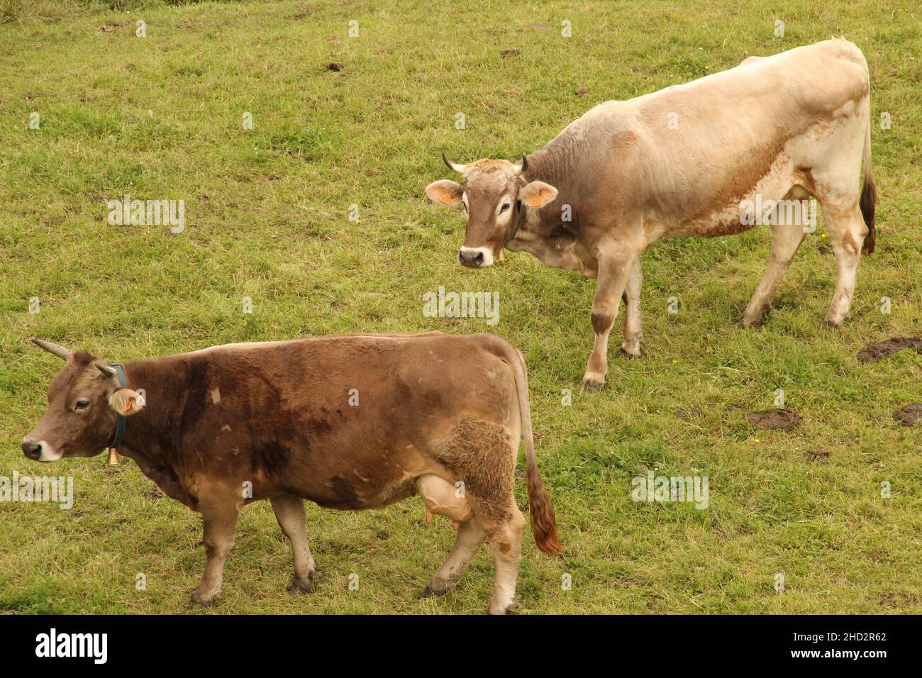 Beautiful brown cows in hi-res stock photography and images - Alamy