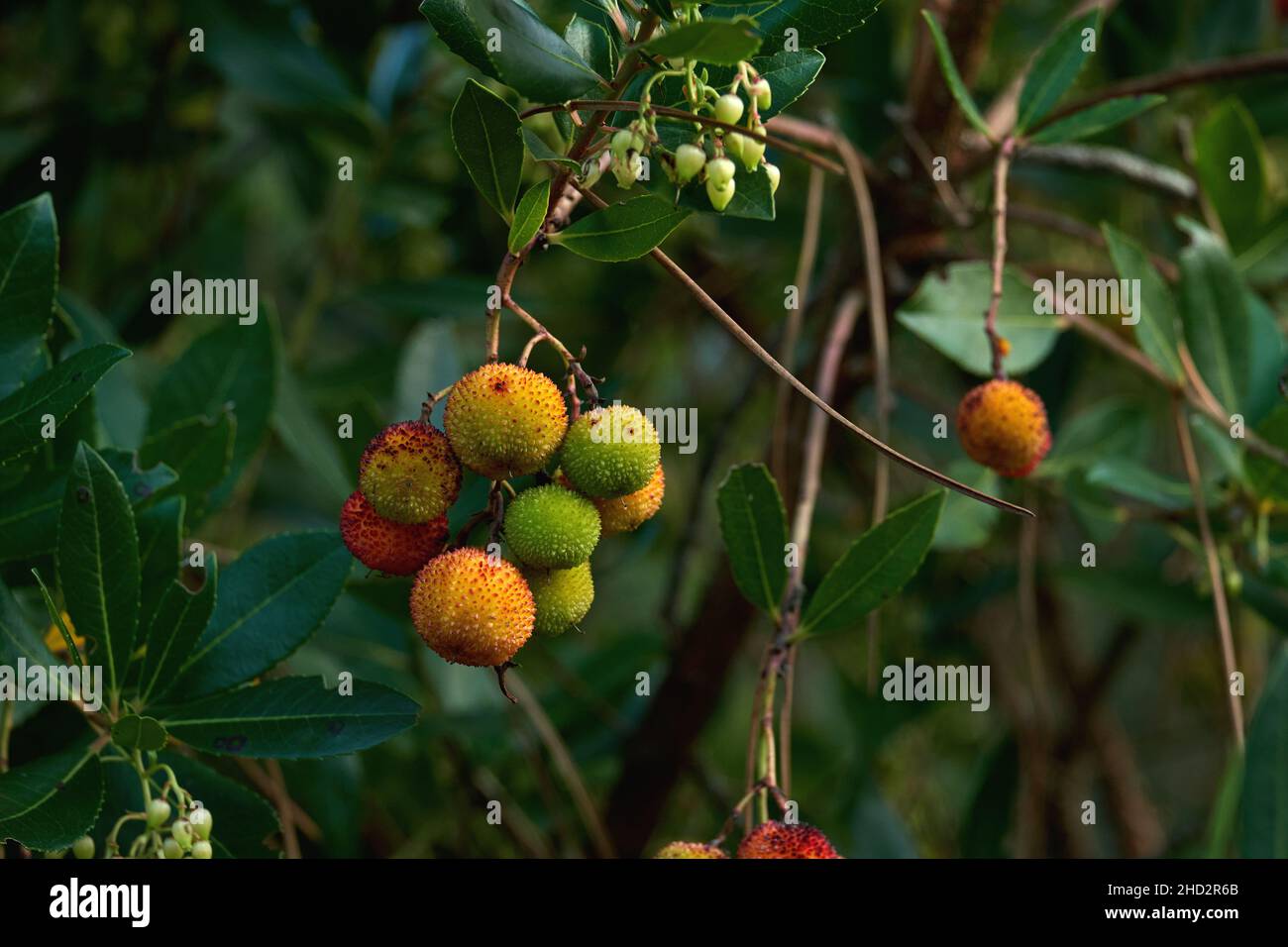 Arbutus unedo or strawberry tree with fruits and dark green foliage ...