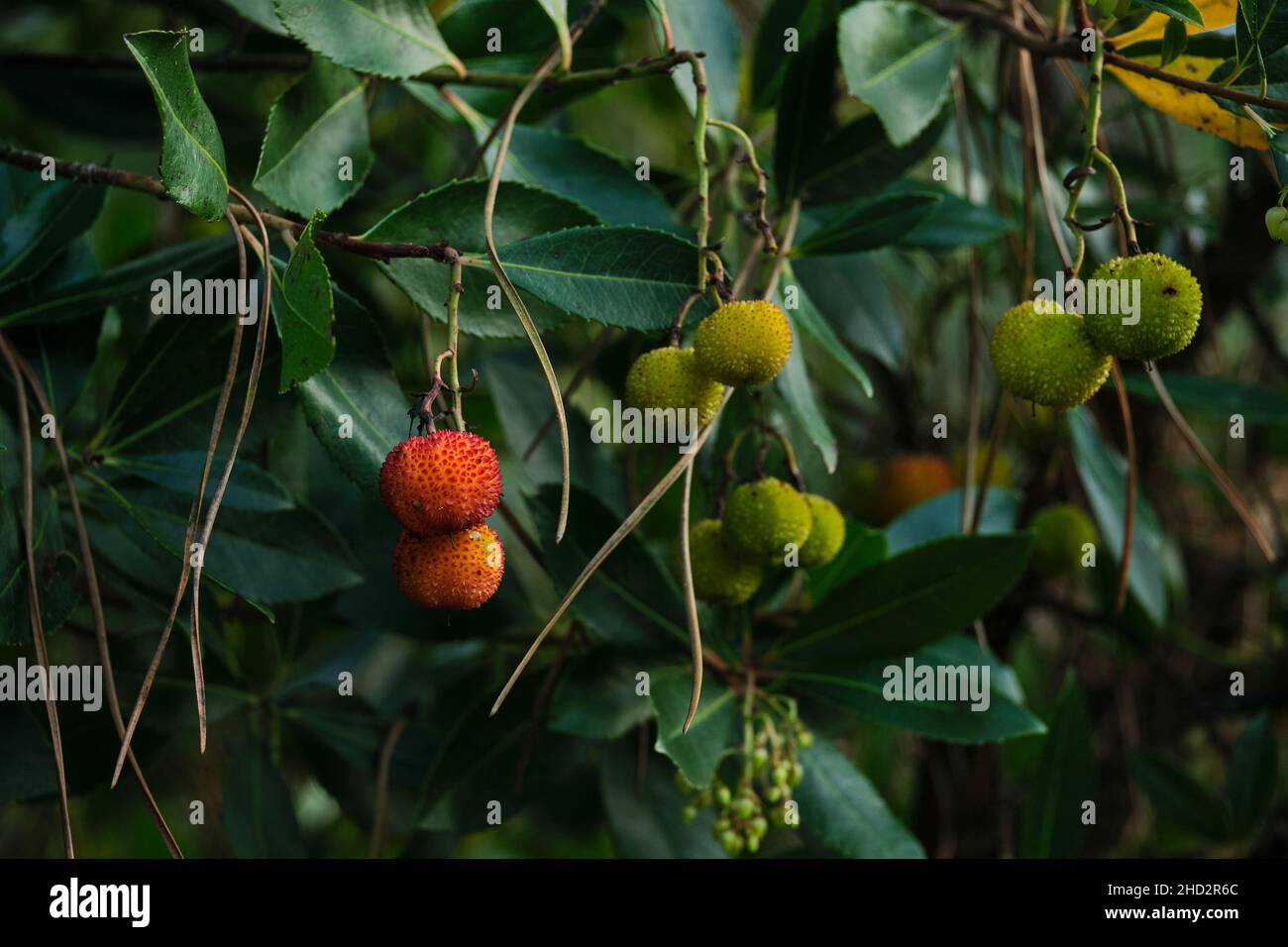 Arbutus unedo or strawberry tree with fruits and dark green foliage ...