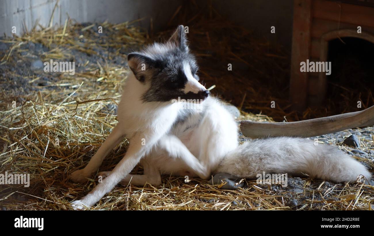 Grey and white arctic fox in a barn, Alaska USA Stock Photo - Alamy