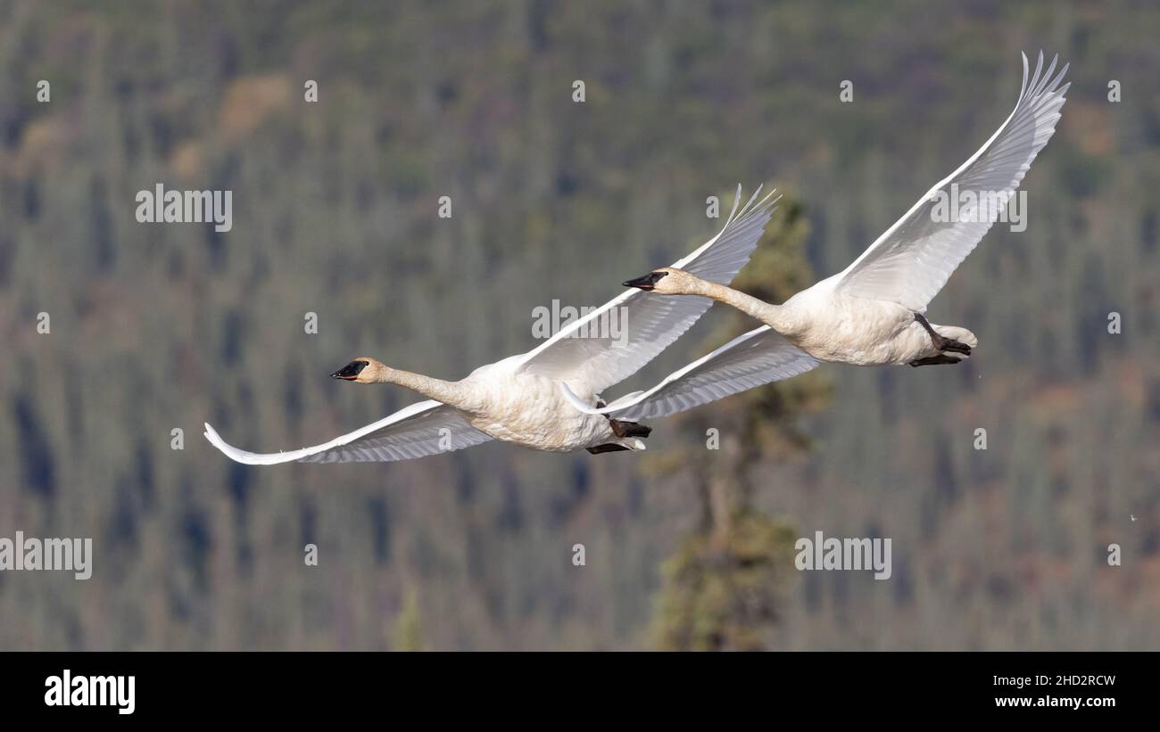 Trumpeter Swan Pair Flying in Alaska Stock Photo - Alamy
