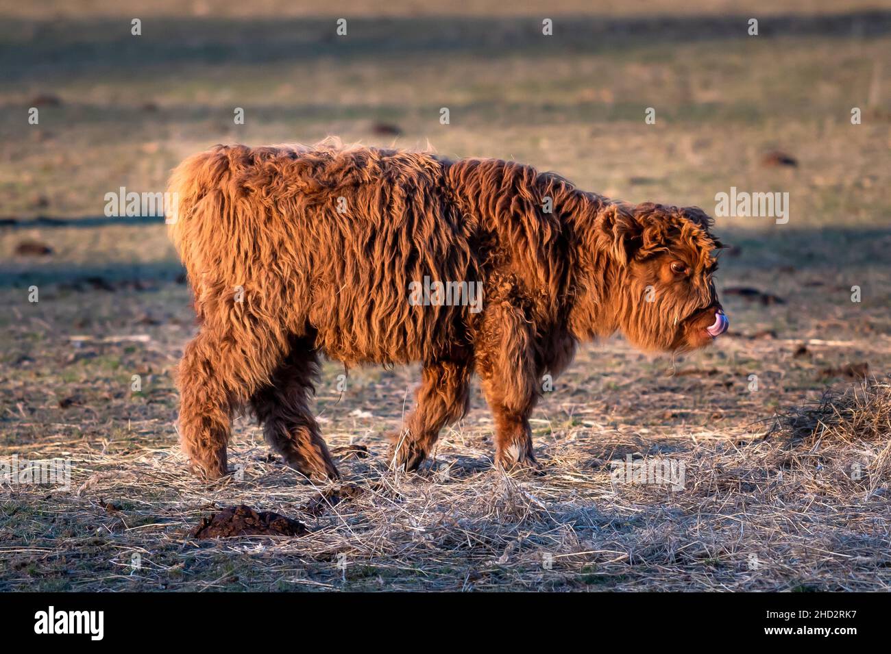 Scottish angus cow and calf hi-res stock photography and images - Alamy