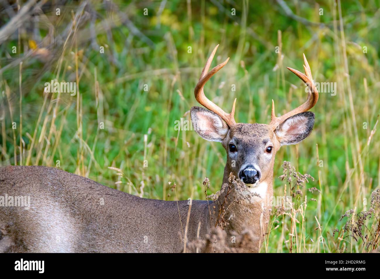 Young Buck Whitetail Deer Deer Age Chart How To Determine Antler