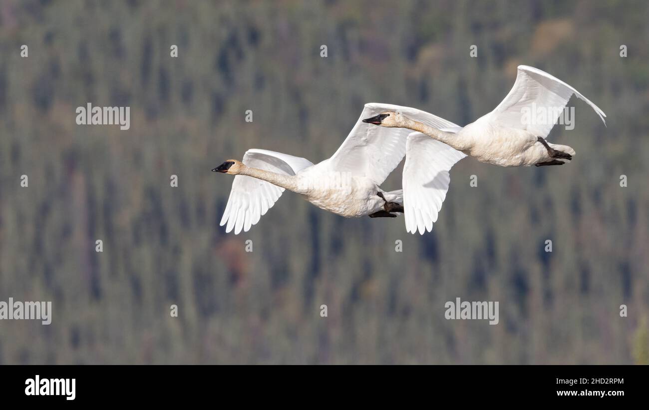 Trumpeter Swan Pair Flying in Alaska Stock Photo - Alamy