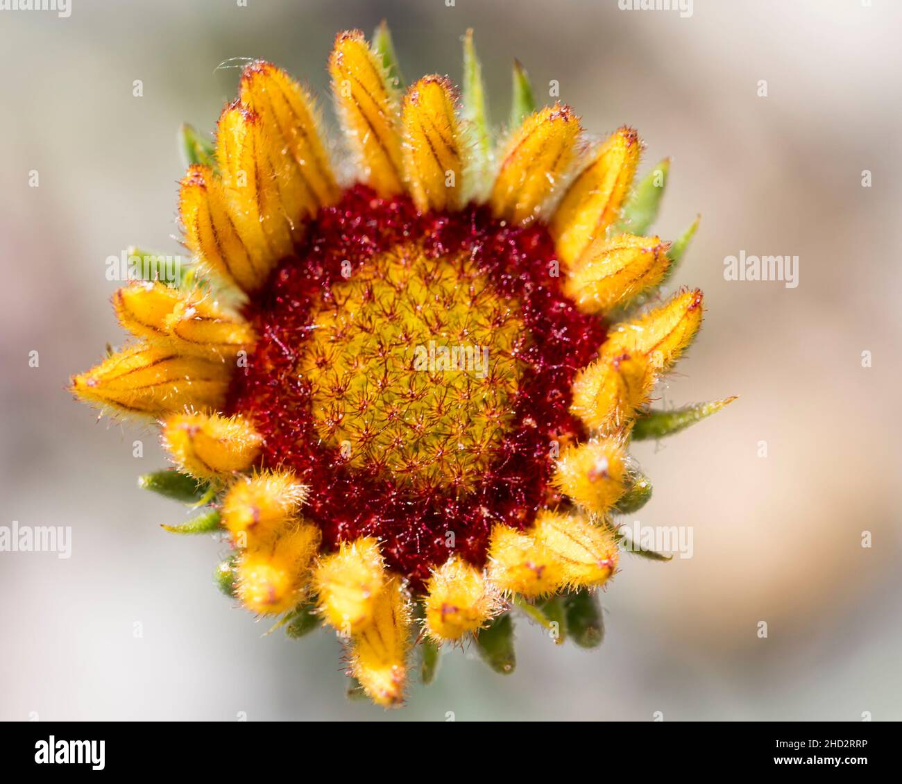 Native alberta wildflower hi-res stock photography and images - Alamy