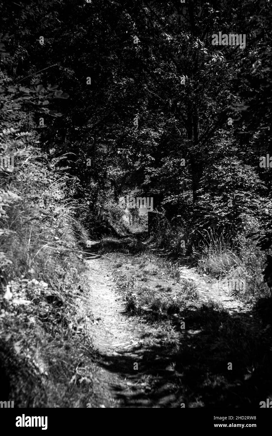 Alpine road forest mountains Black and White Stock Photos & Images - Alamy