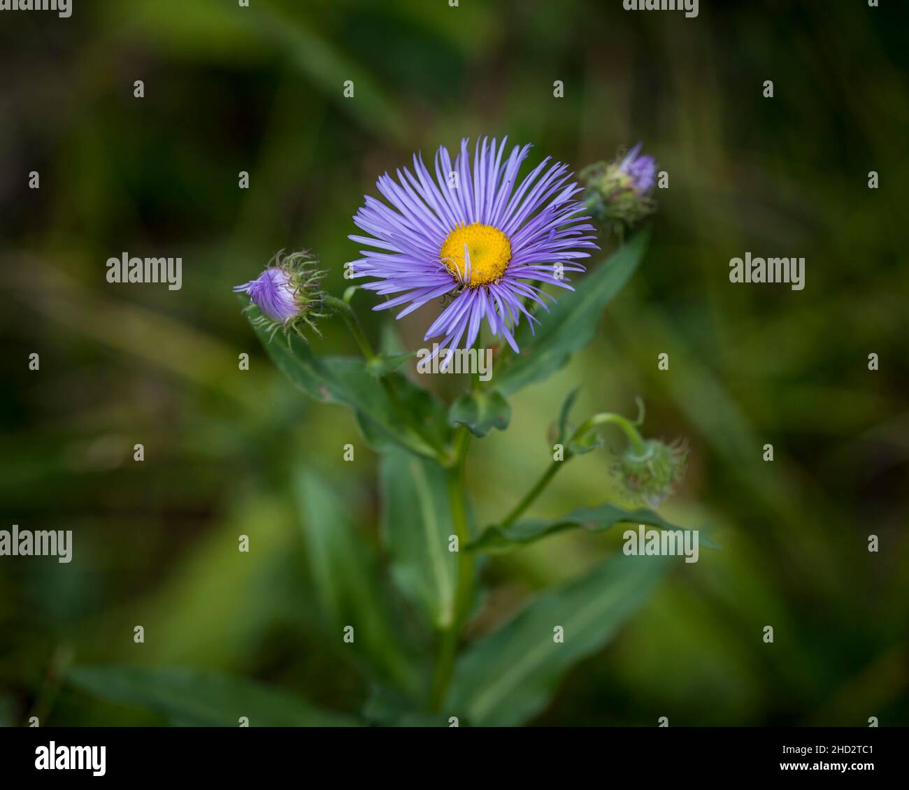Wildflowers composite asteraceae hi-res stock photography and images ...