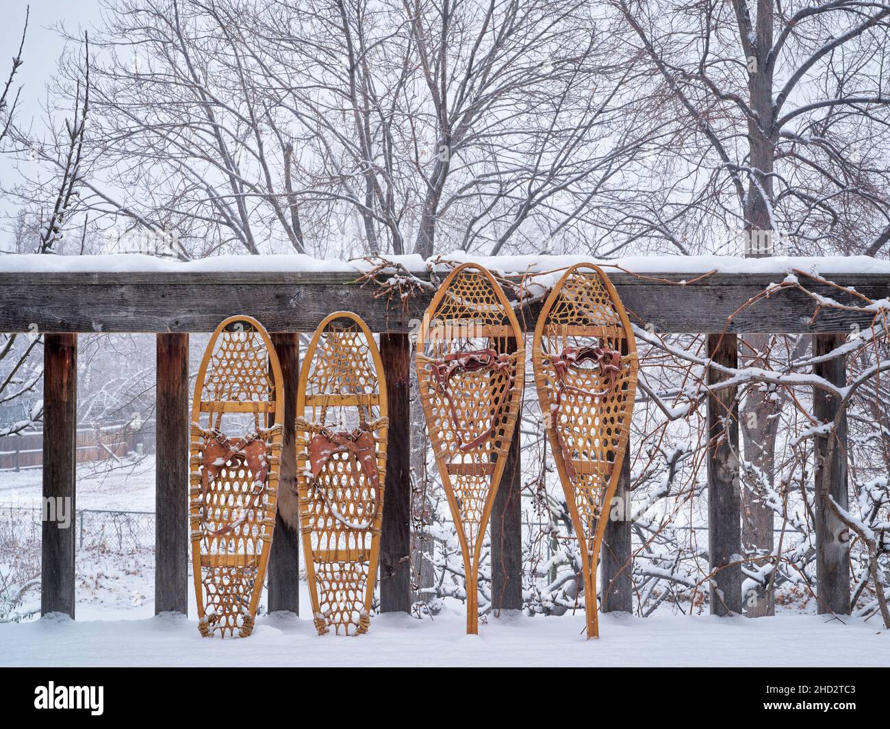 Classic wooden snowshoes (Huron and Bear Paw) in a backyard with snow ...