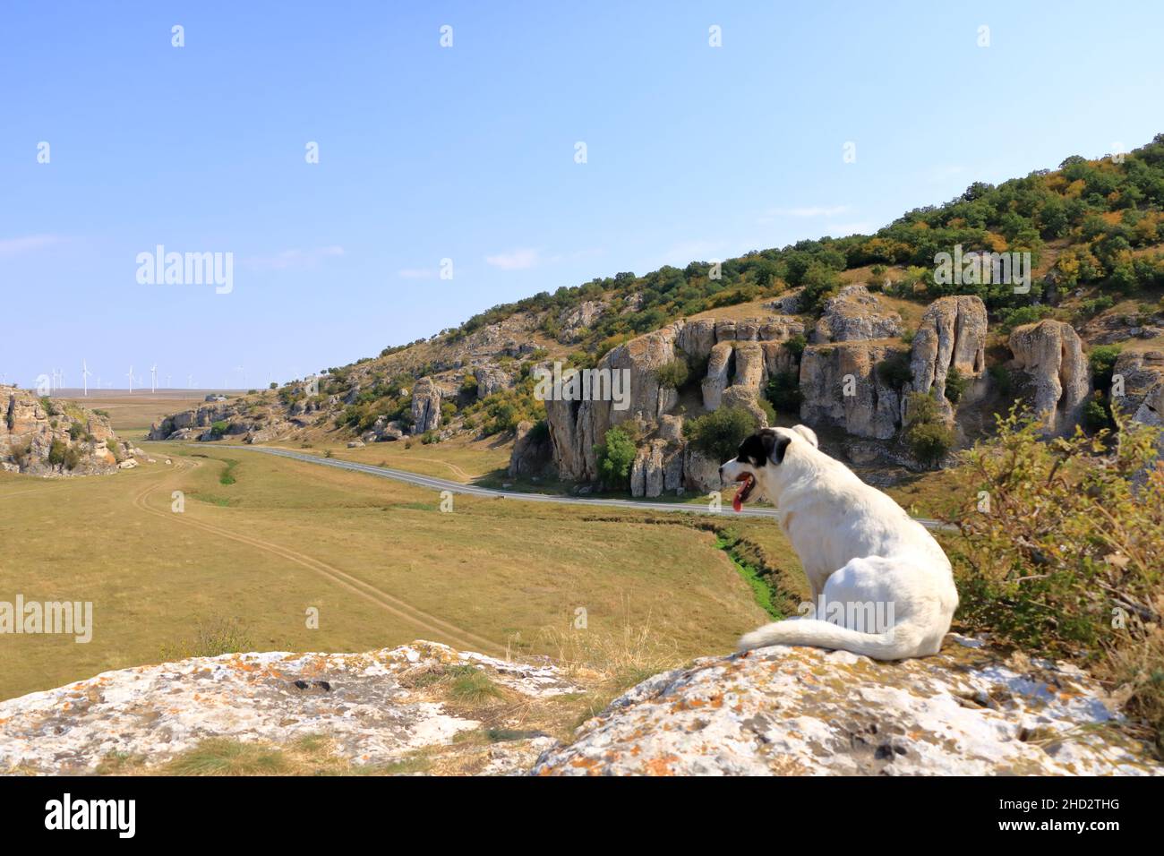 a cute street dog in the mountain landscape with some of the oldest ...