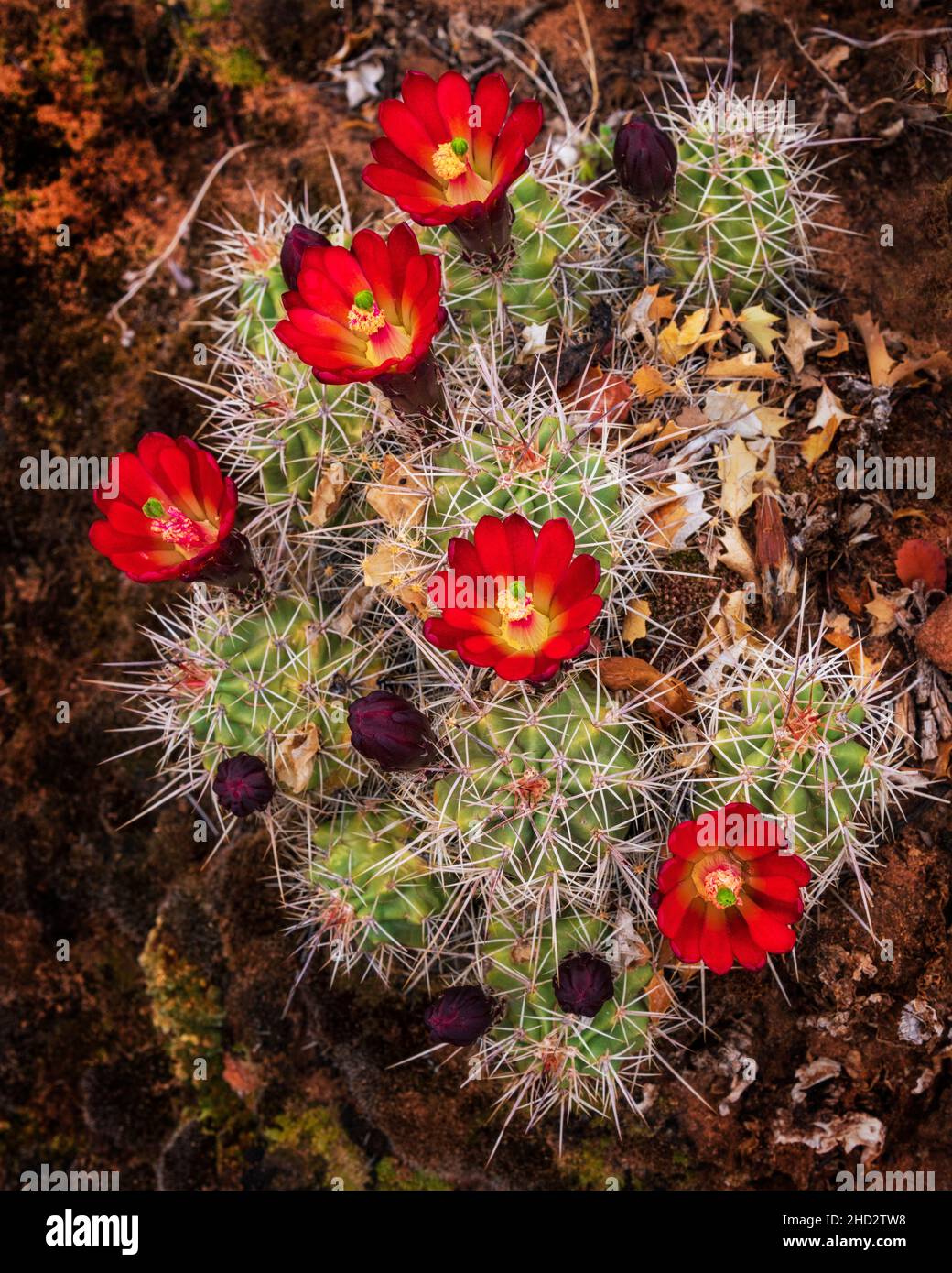Scarlet hedgehog hi-res stock photography and images - Alamy