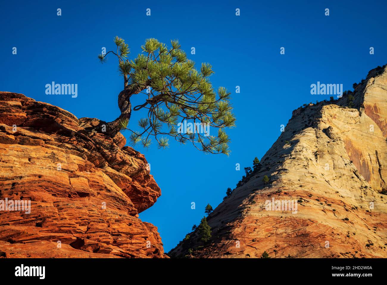 Pinon tree hi-res stock photography and images - Alamy