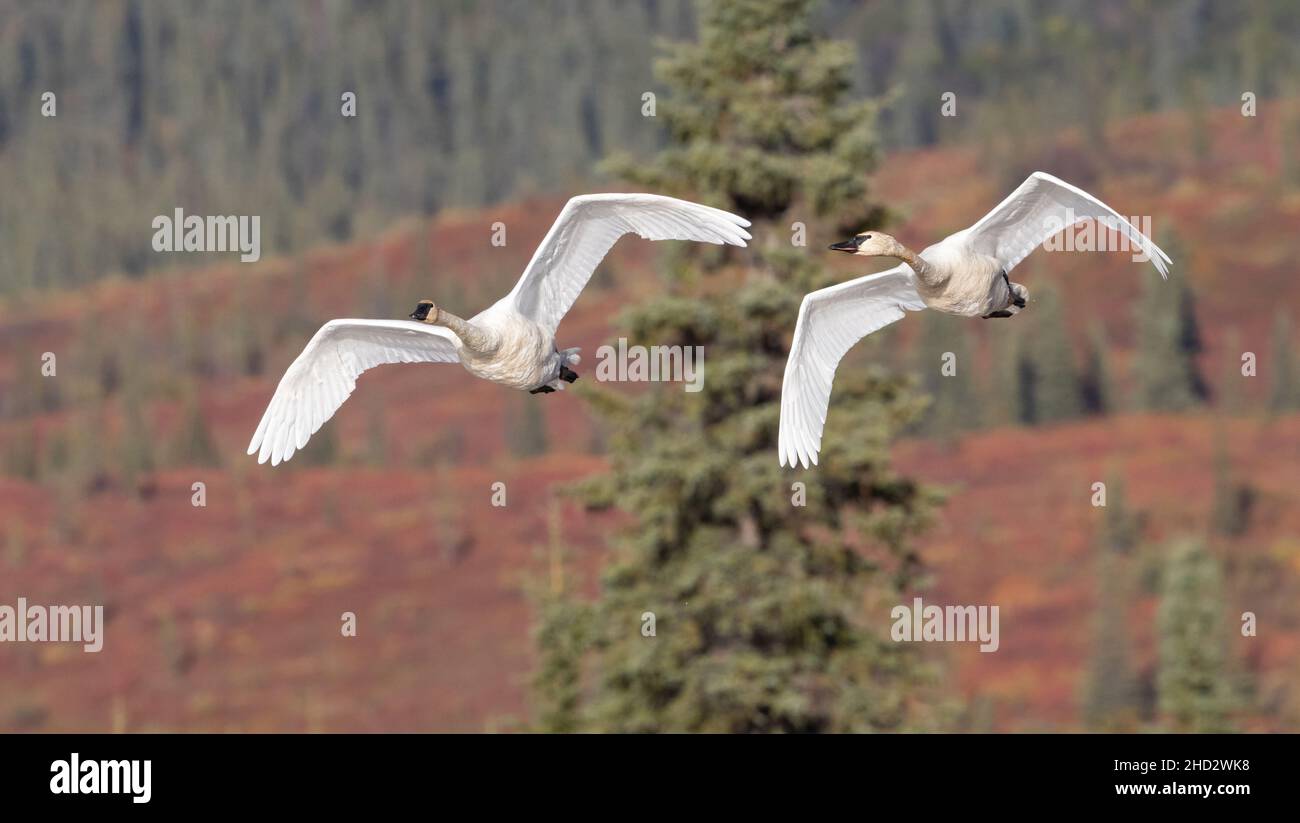 Wings flying airborne wildlife nature hi-res stock photography and ...