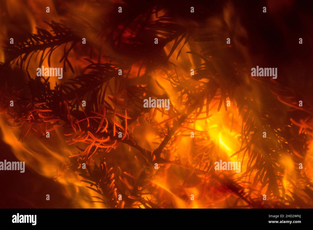 Cleaning after Christmas. Spruce branches burning in the fireplace ...