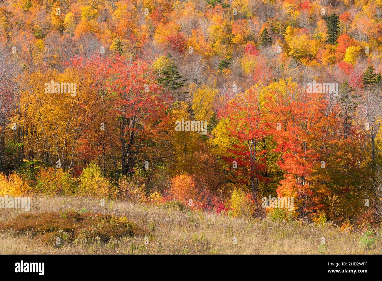 Vibrant autumn color in Acadia National Park in Maine Stock Photo - Alamy