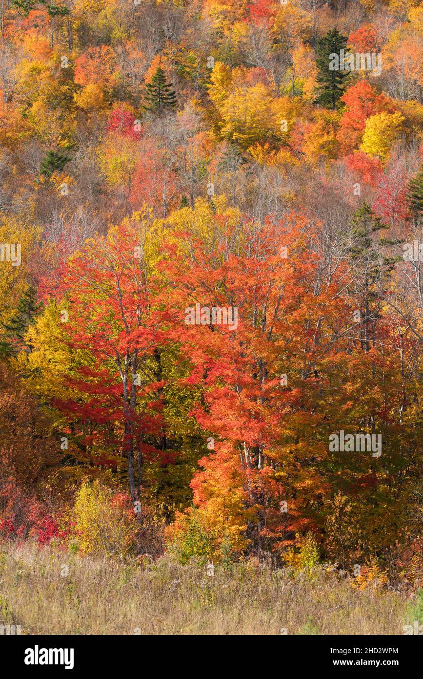 Vibrant autumn color in Acadia National Park in Maine Stock Photo - Alamy