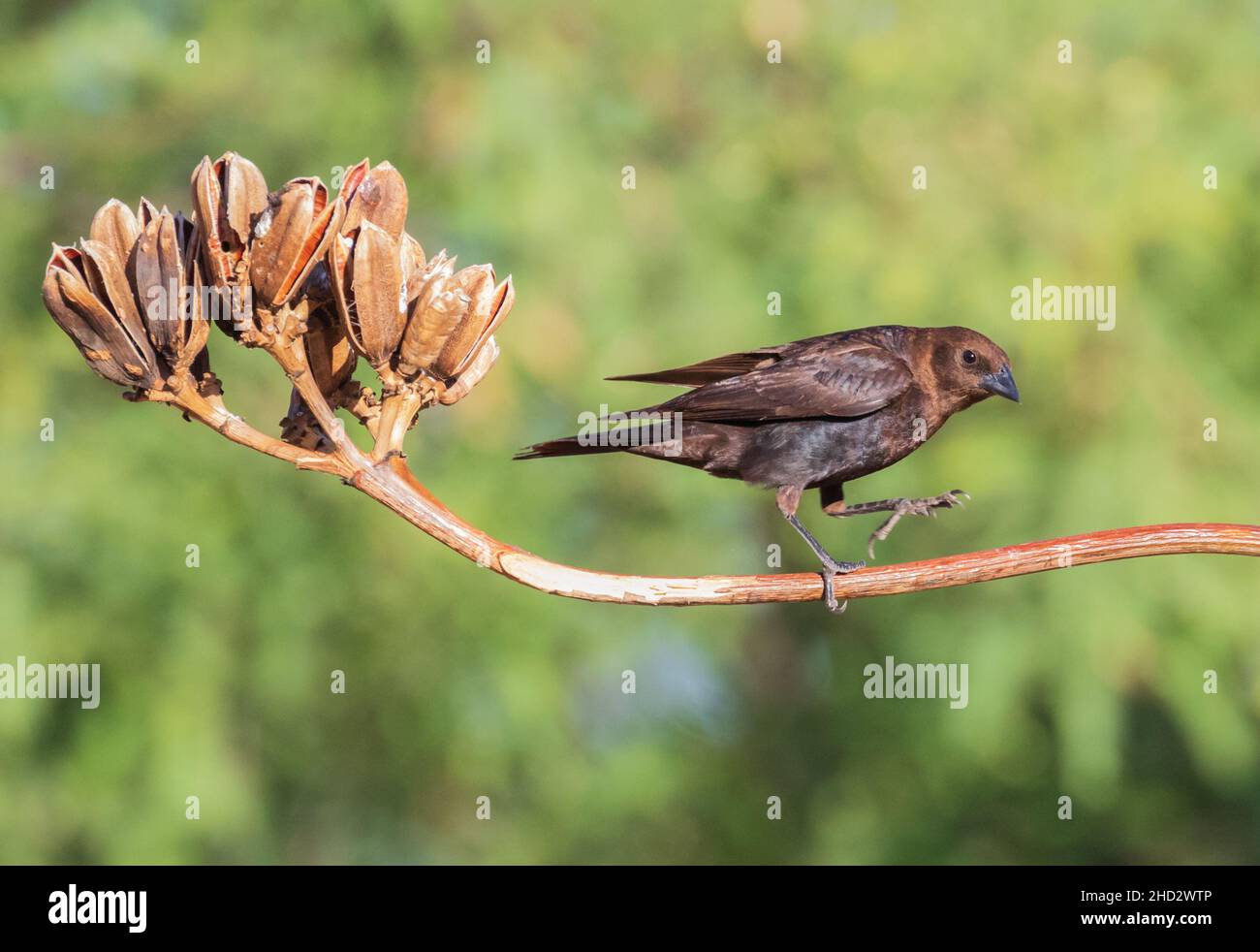 Behavior observation hi-res stock photography and images - Alamy