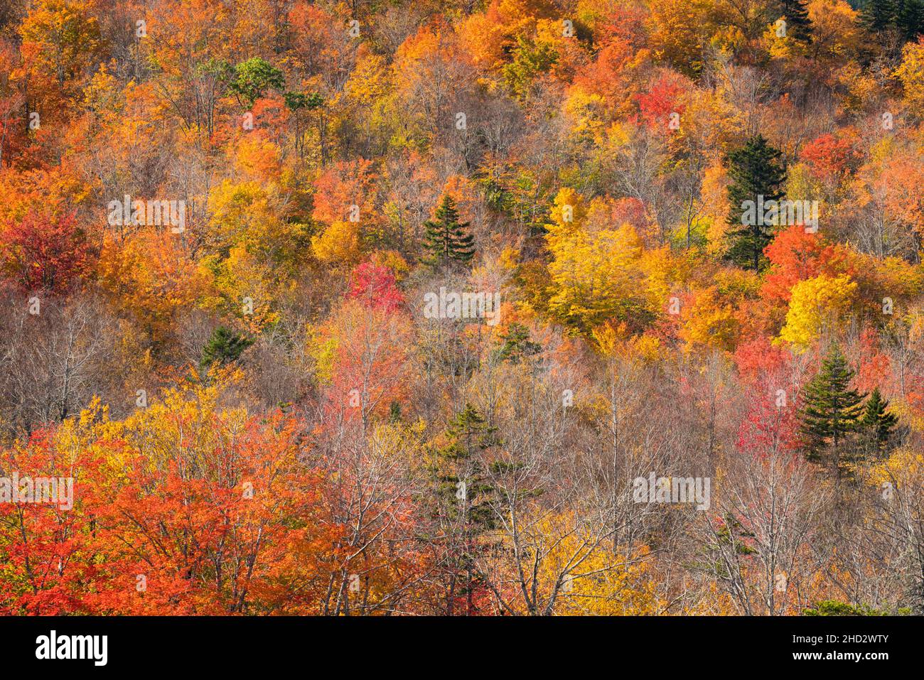Vibrant autumn color in Acadia National Park in Maine Stock Photo - Alamy