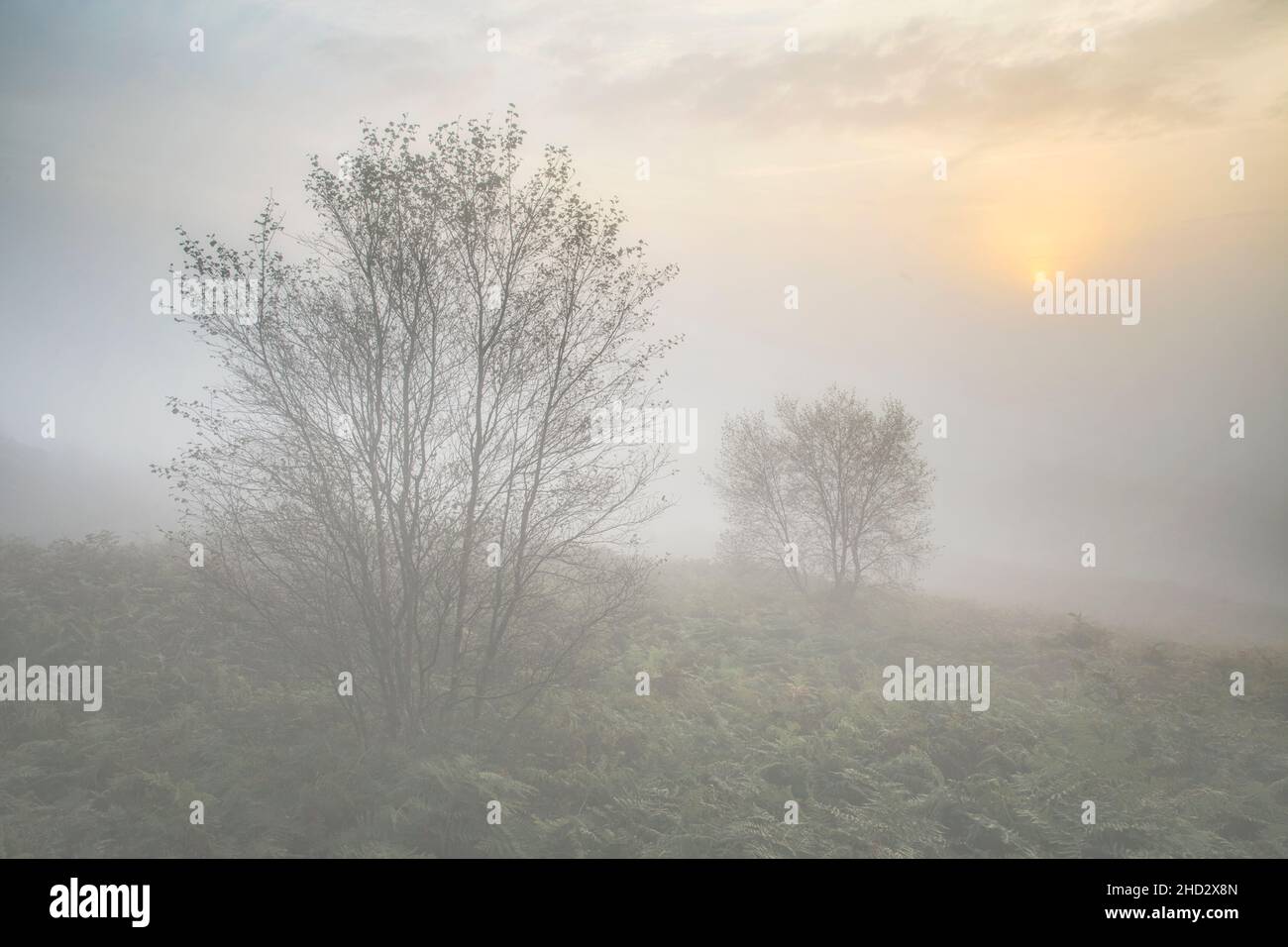 Misty autumn morning on Brigham Moor in Nidderdale, Yorkshire, England ...