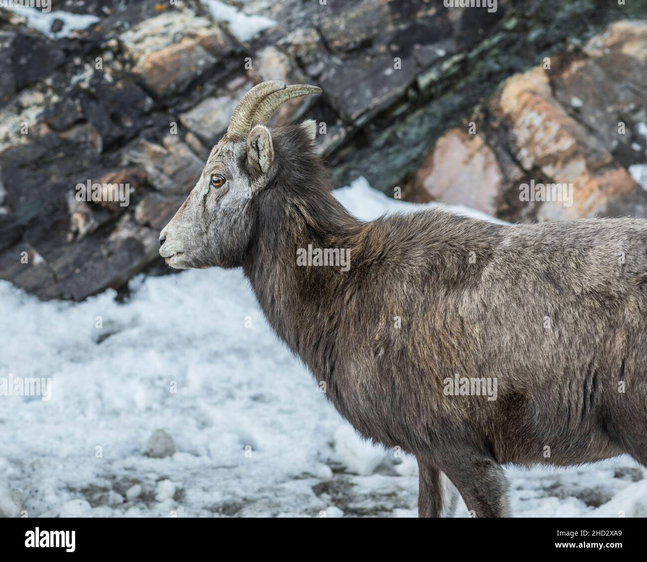Sheep lakes mountain national park hi-res stock photography and images ...