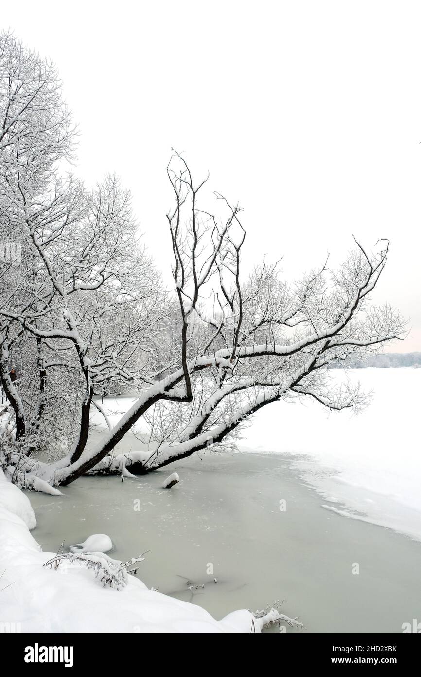 Beautiful winter landscape with snowy trees at the edge of frozen river ...